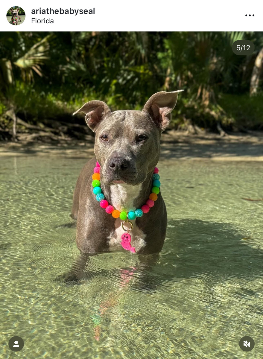 Tropical Punch Bead Collar – Hypnotic Dog