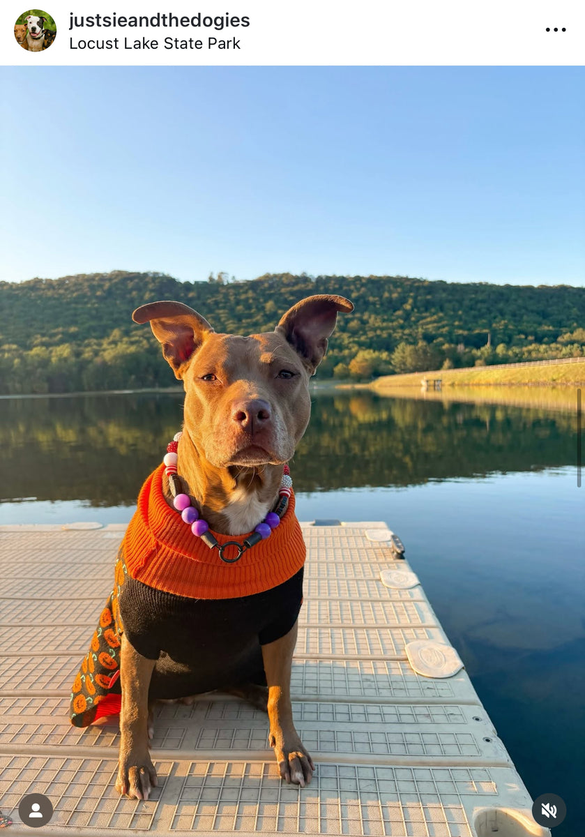 The Conjuring Halloween Bead Collar – Hypnotic Dog