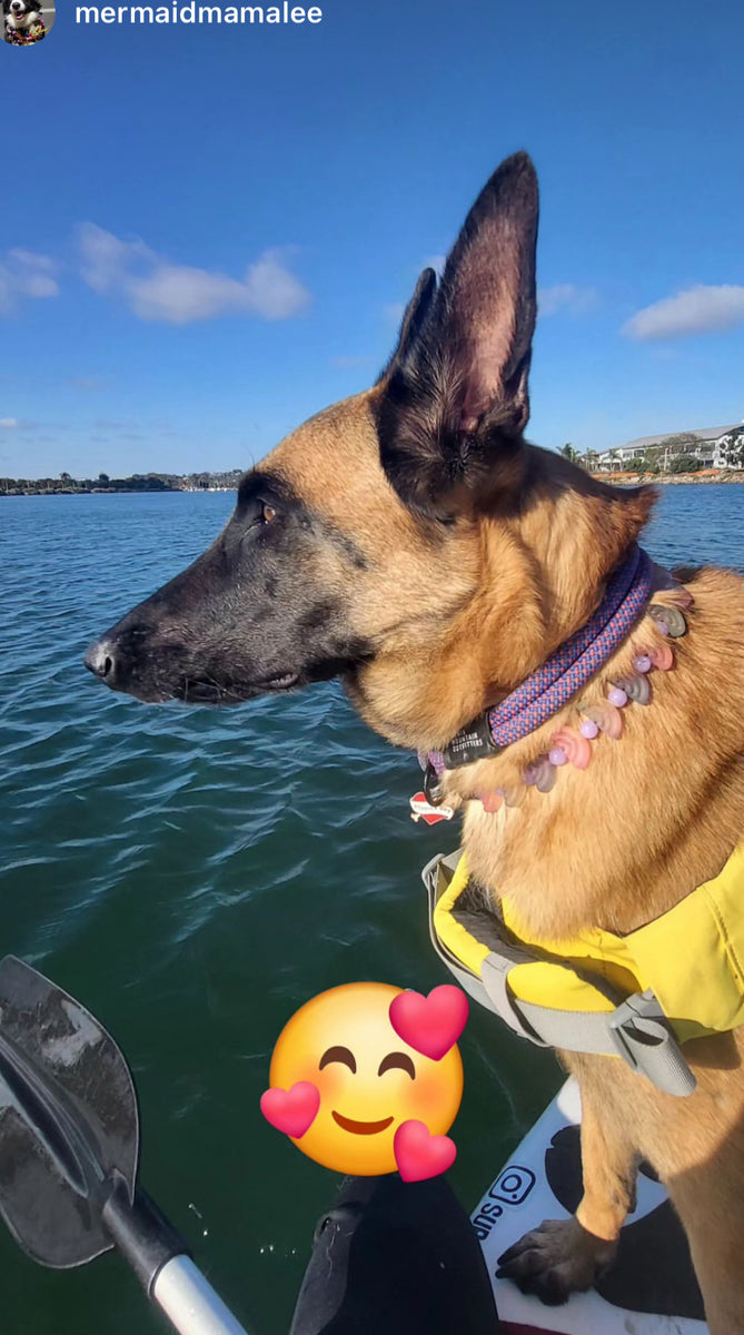 Sunburst Glow Rainbow Bead Collar – Hypnotic Dog