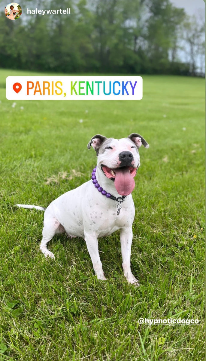 Grape Resin Bead Collar – Hypnotic Dog