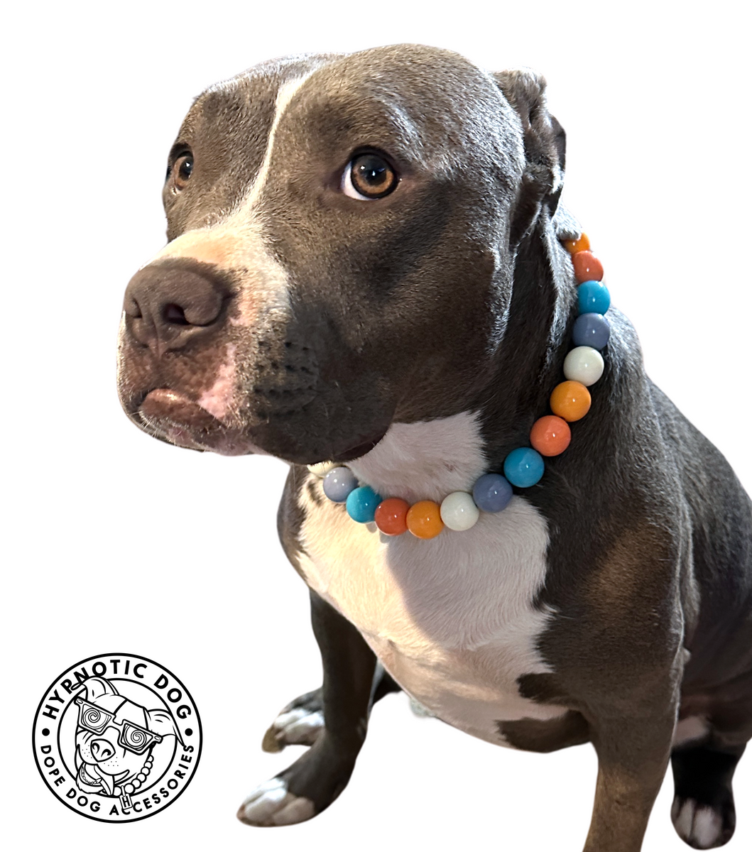 Orange Skyline Acrylic Bead Collar – Hypnotic Dog