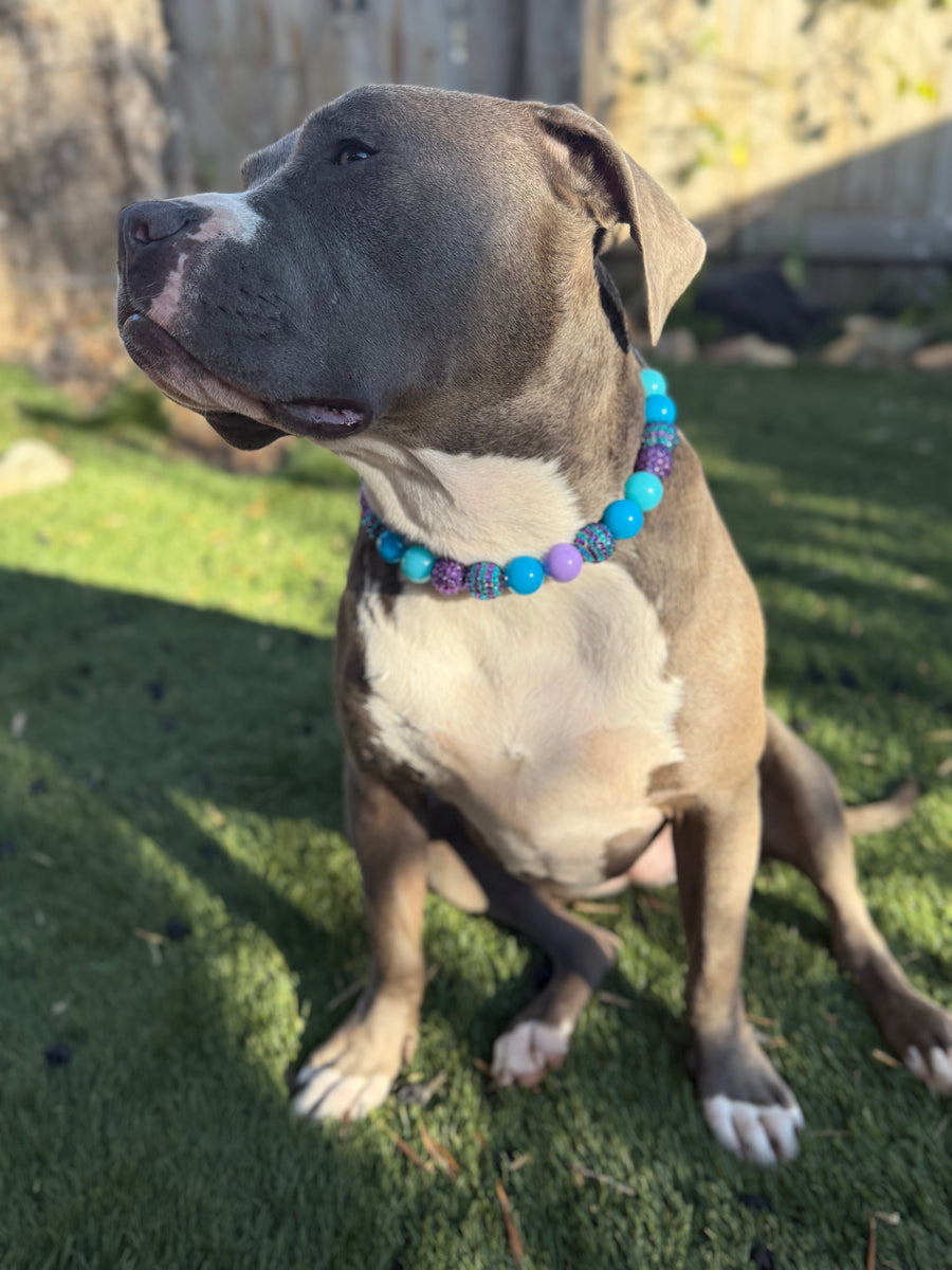 Cookie Monster Bead Collar – Hypnotic Dog