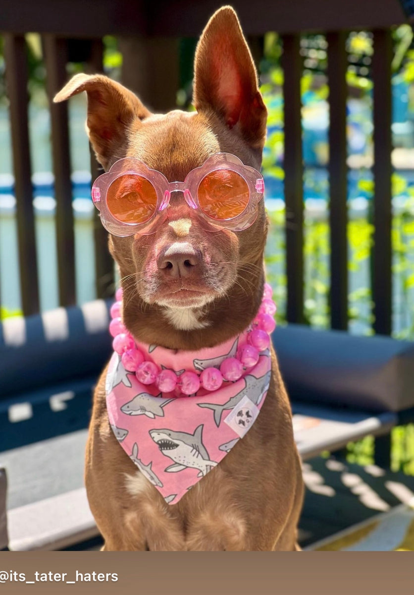 Pink Clouds Acrylic Bead Collar – Hypnotic Dog