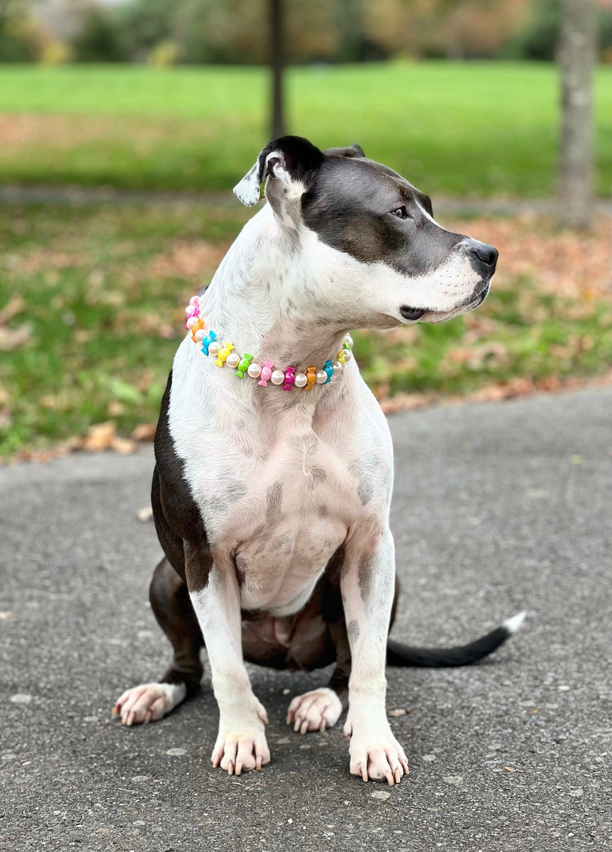 🍬 Tutti Frutti Candy Bead Collar - SALE – Hypnotic Dog