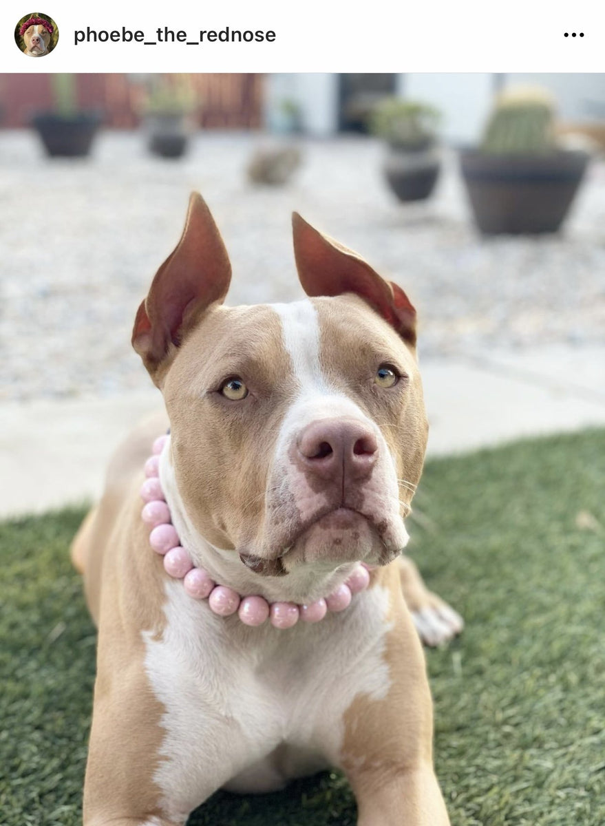 Blush Pink [Scuffed] Acrylic Bead Collar - SALE – Hypnotic Dog