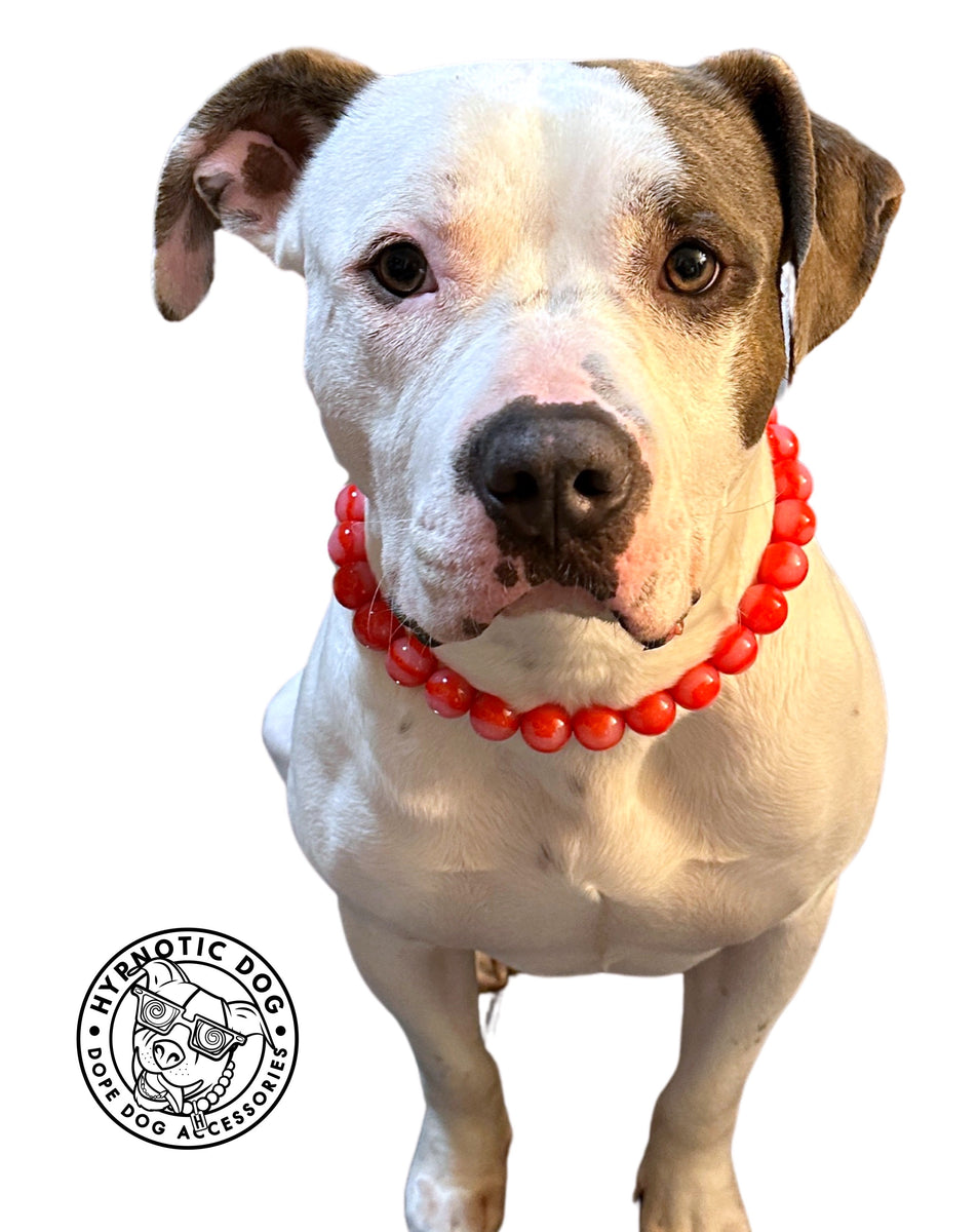 Strawberry Resin Bead Collar – Hypnotic Dog